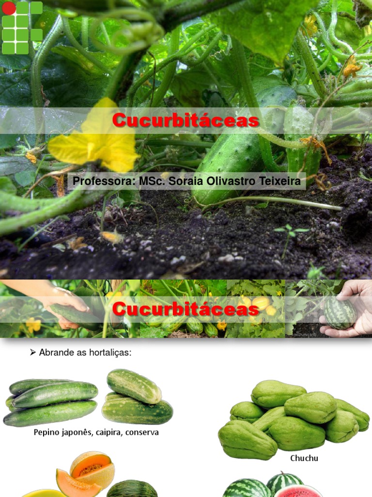 Olericultura - Cucurbitaceae | PDF | Pepino | Plantas