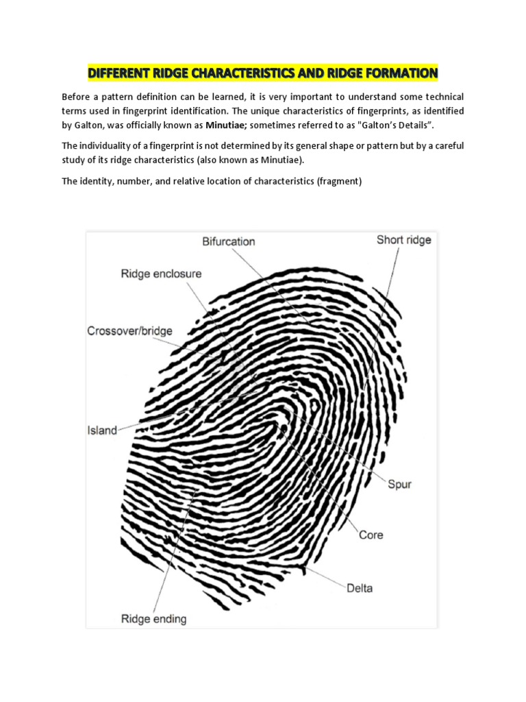 PIDENT - Ridge Formation | PDF | Fingerprint