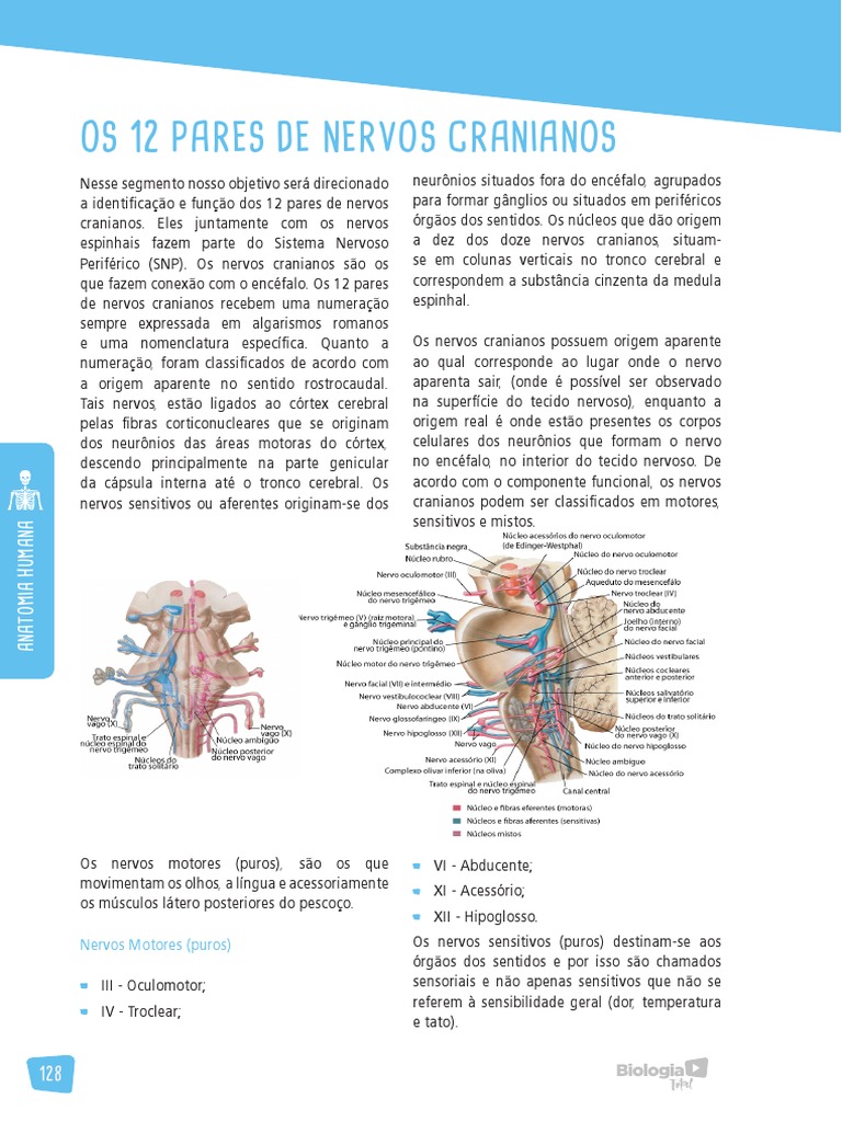 Os 12 pares de nervos cranianos: identificação, função e classificação ...