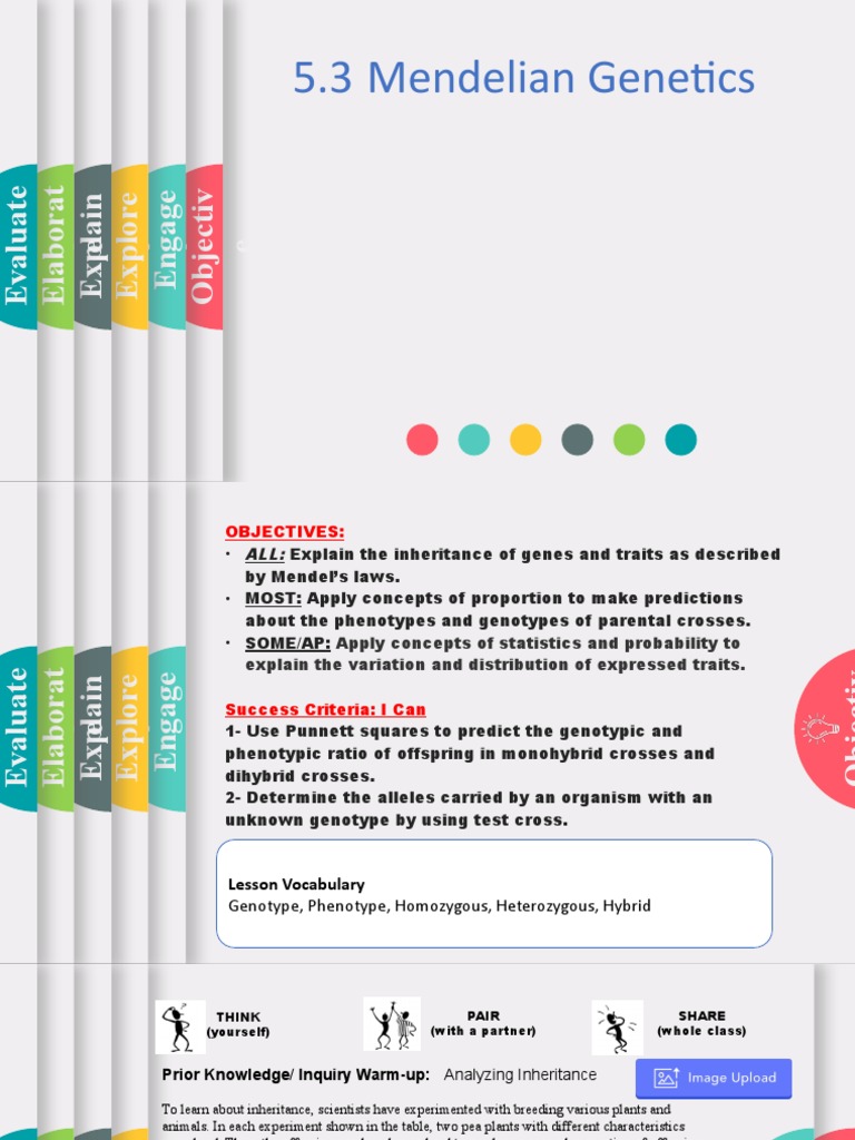 5.3 Mendelian Genetics | PDF | Genotype | Dominance (Genetics)