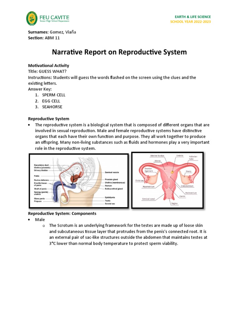 Reproductive System | PDF | Menstrual Cycle | Luteinizing Hormone