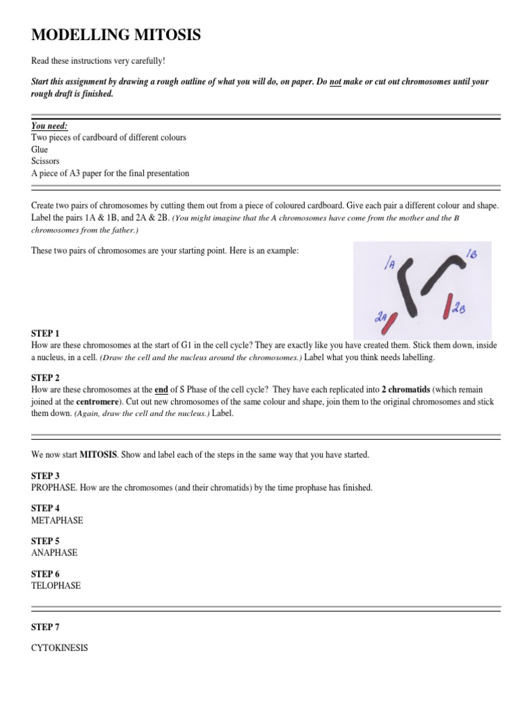 Mitosis Modeling Instructions Guide | PDF | Home & Garden | Art
