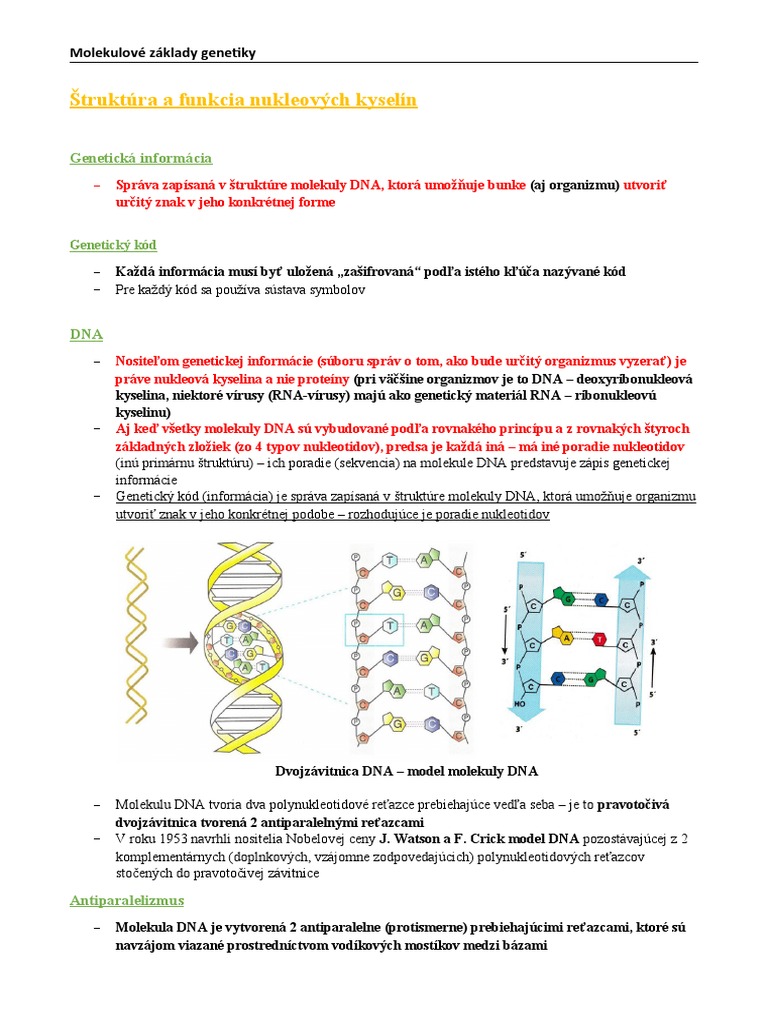 Molekulové Základy Genetiky | PDF