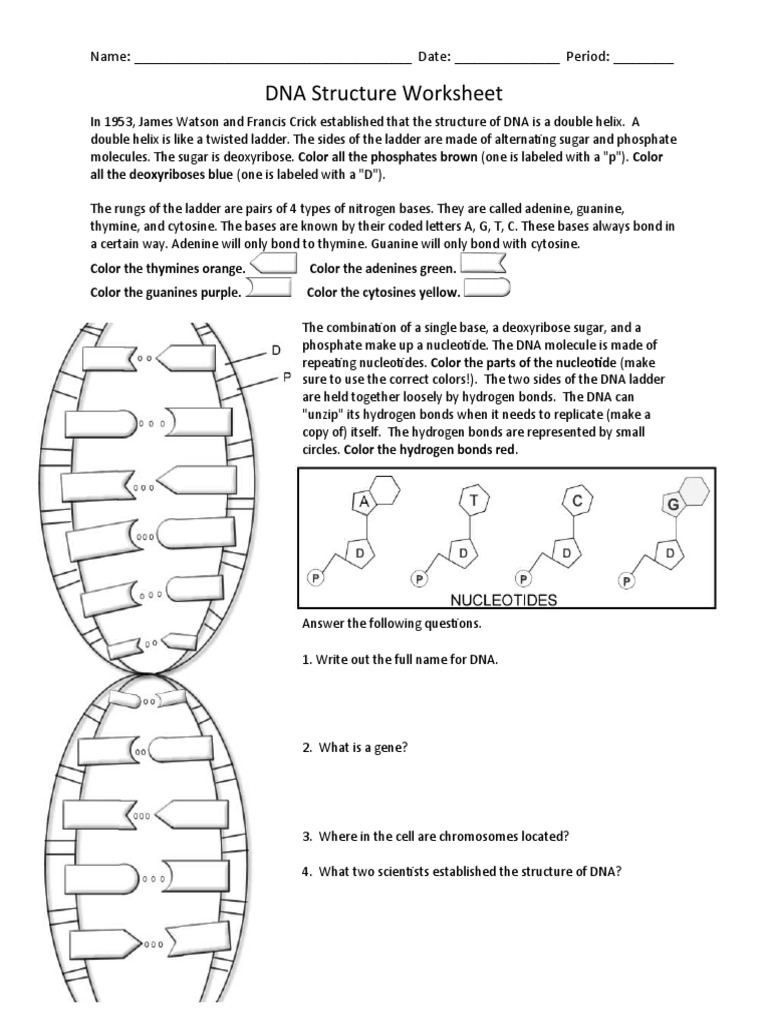 12 DNA Coloring | PDF