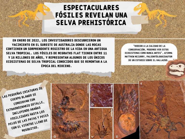 Espectaculares Fósiles Revelan Una Selva Prehistórica | PDF