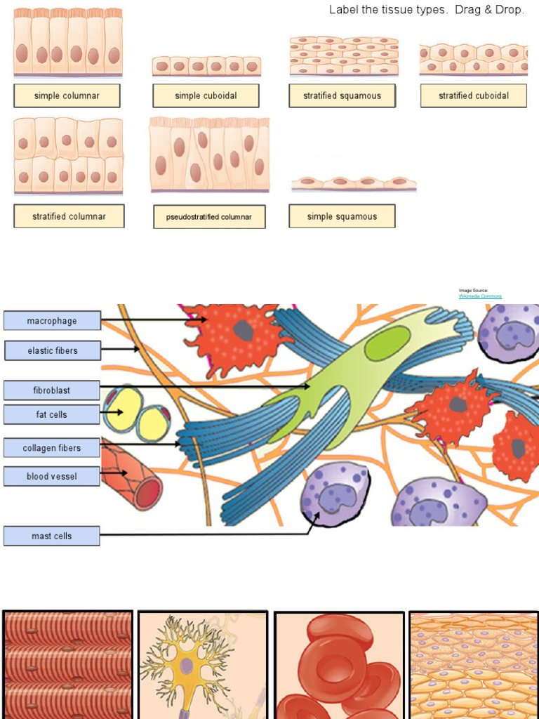 AIRENA TAMPOS - Body Tissues Labeling 2.5 | PDF