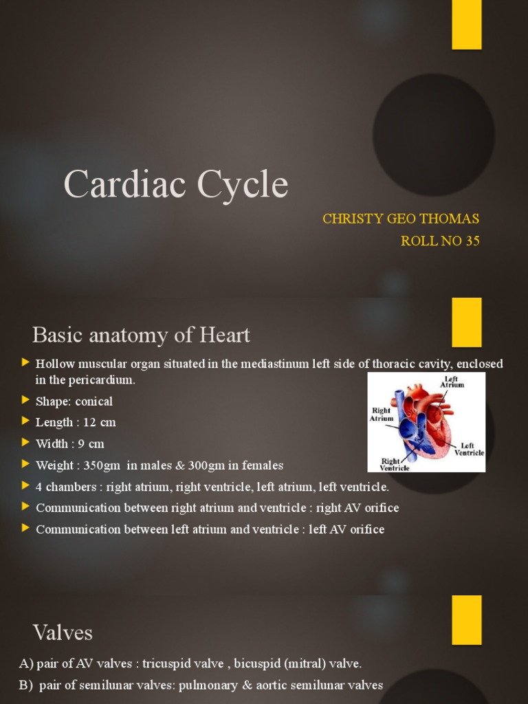 Cardiac Cycle | PDF | Heart Valve | Diastole