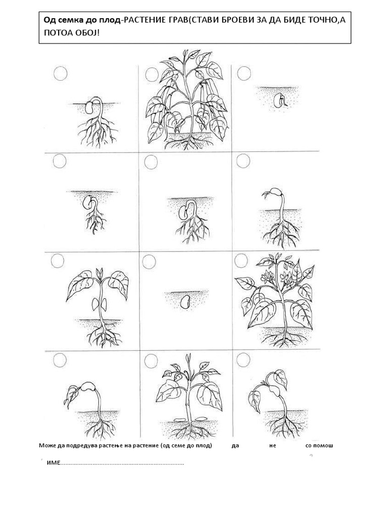 Od Seme Do Plod | PDF