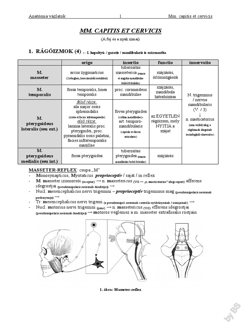 A Fej Es A Nyak Izmai | PDF