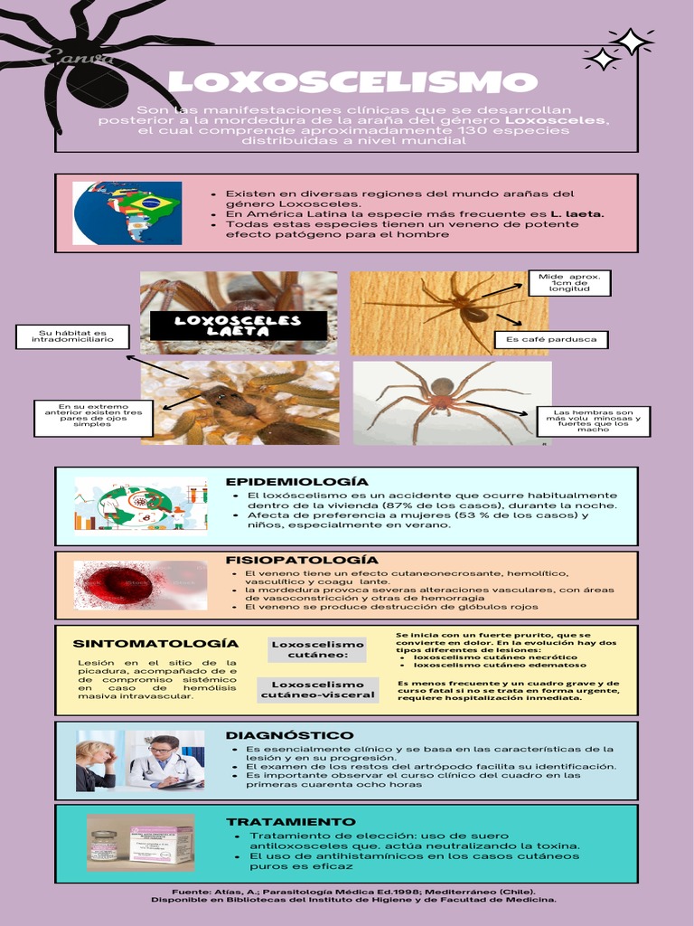 Loxoscelismo: Síntomas y Tratamiento | PDF | Araña | Enfermedades y ...