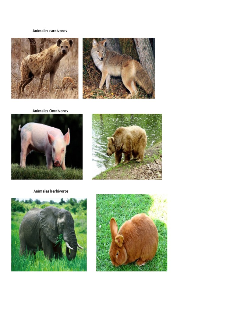 Animales Carnívoros, Herbivoros y Omnivoros | PDF