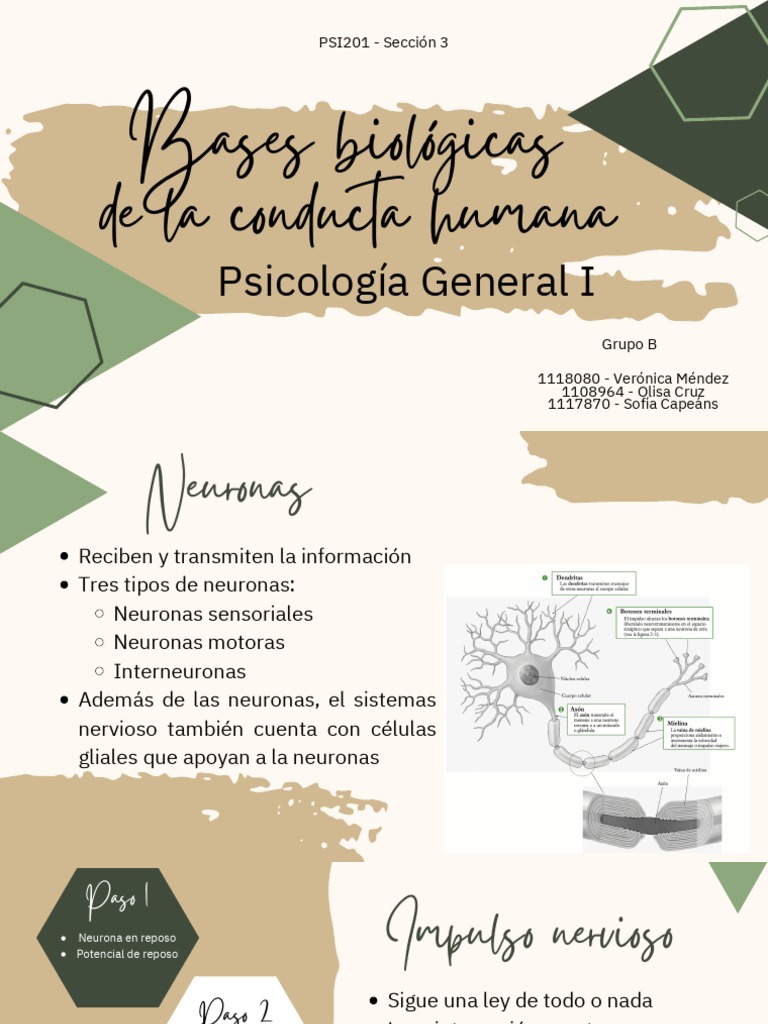 Bases Biológicas de La Conducta Humana | PDF | Sinapsis | Neurona