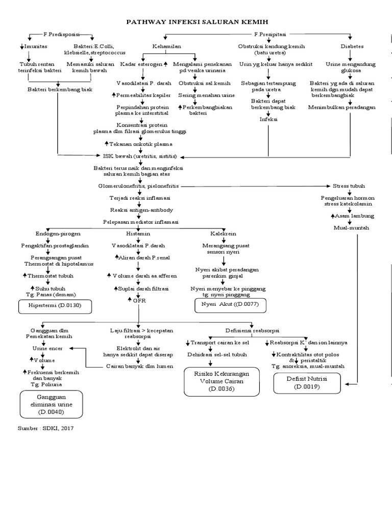 Pathway Infeksi Saluran Kemih | PDF
