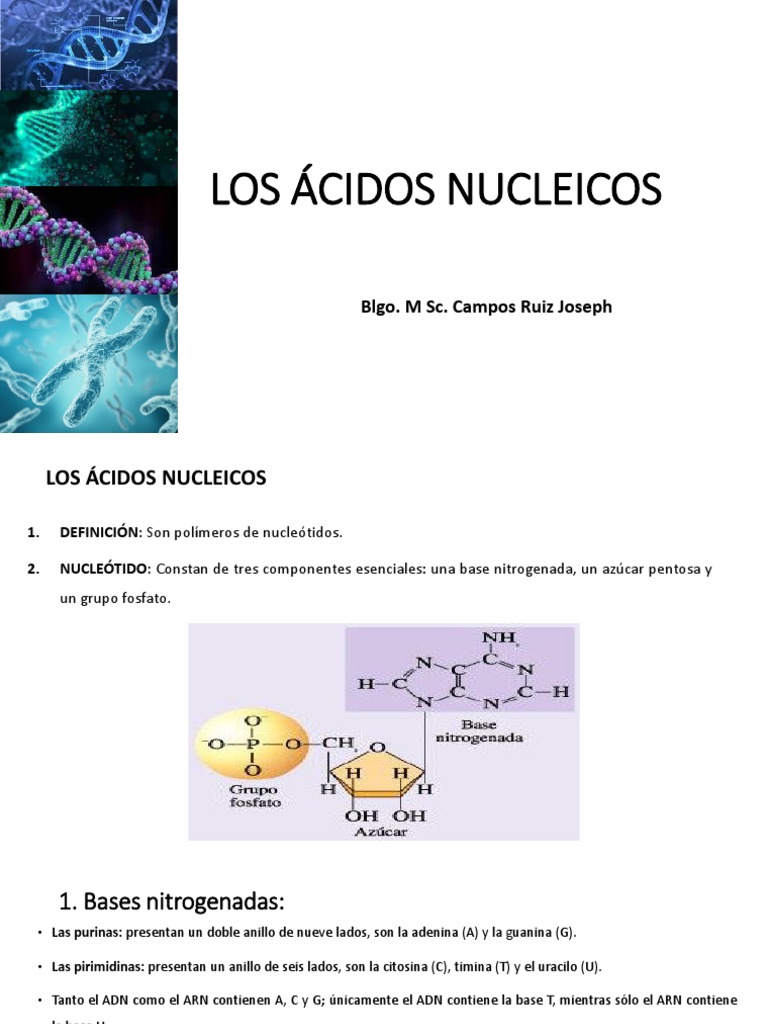Ácido Nucleico | PDF | Ácidos nucleicos | Cromatina