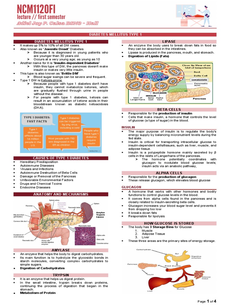 DM Type 1 | PDF | Pancreas | Glucose