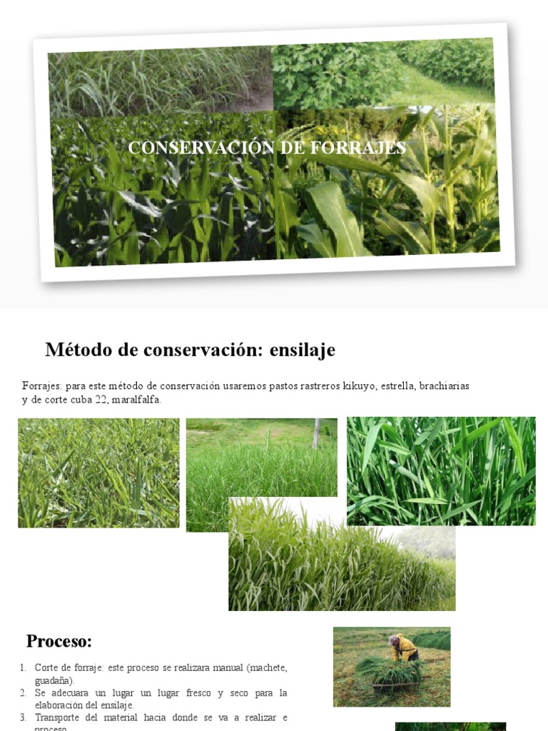 Conservacion de Forrajes | PDF | Comida y bebida | Agricultura