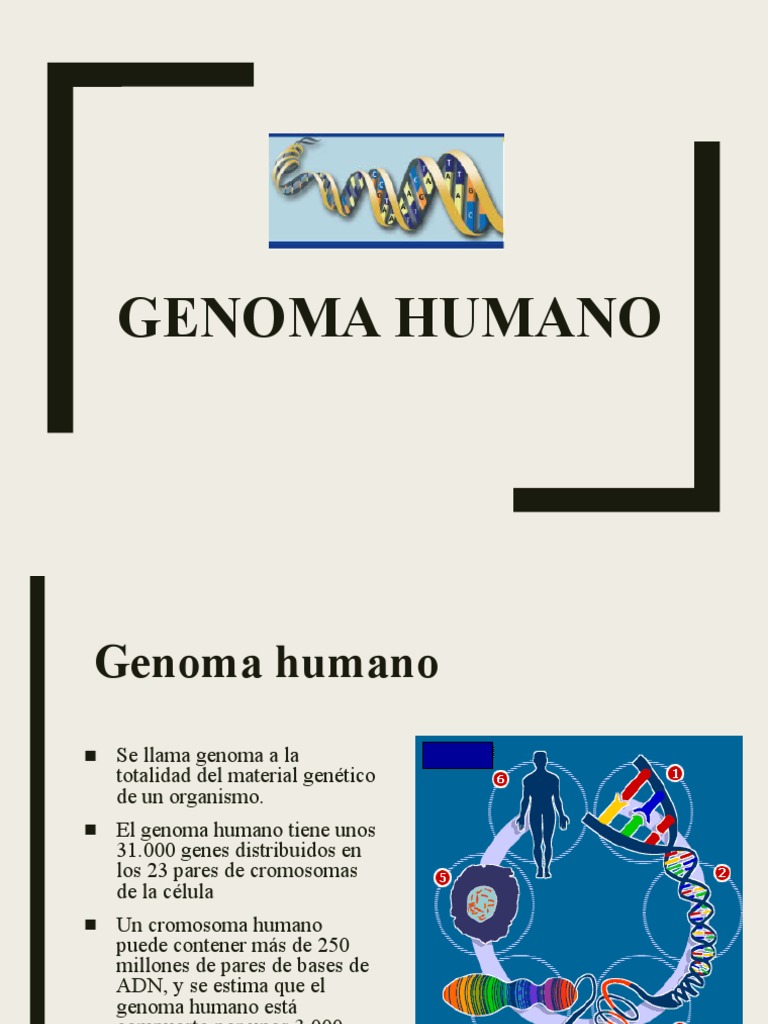 Estructura y Ética del Genoma Humano | PDF | Adn | Genoma humano