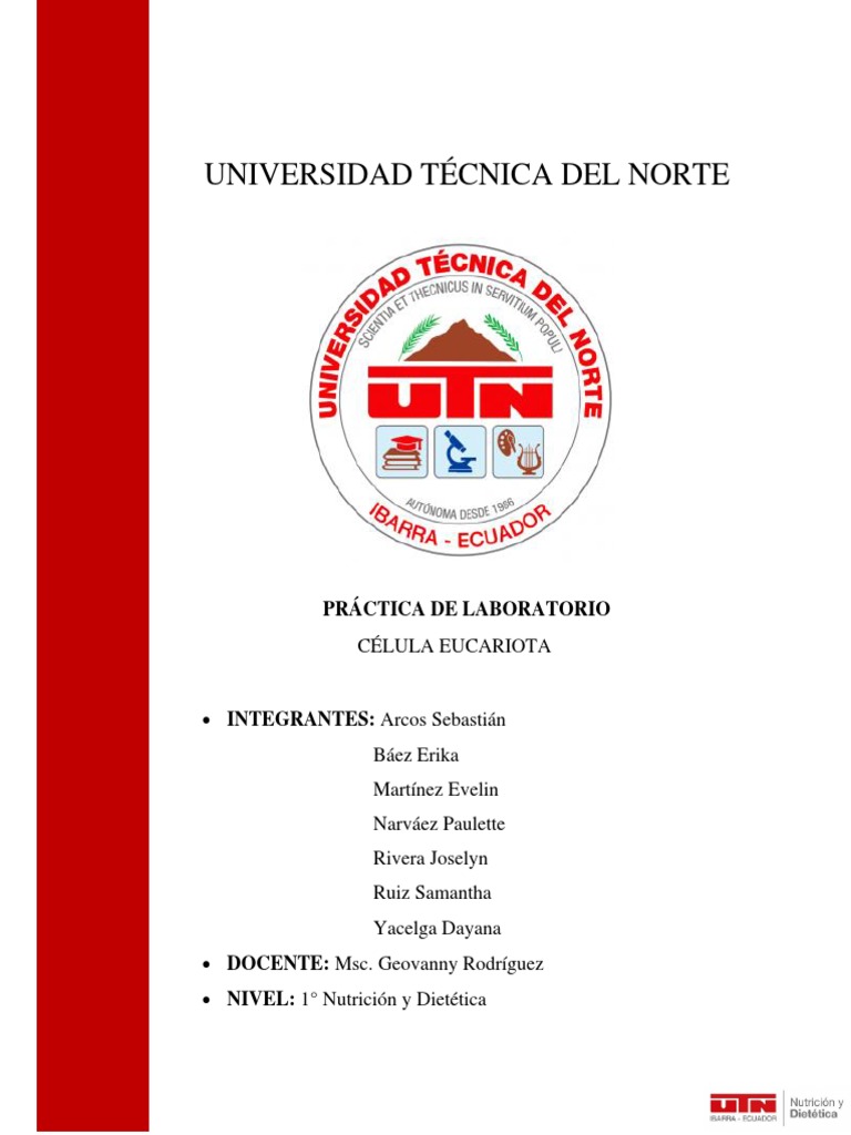 Observación de Células de Cebolla 40x | PDF | Biología Celular ...