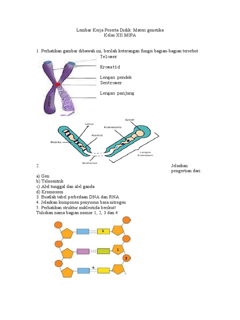 Lembar Kerja Peserta Didik Materi Genetika Klp-1 | PDF