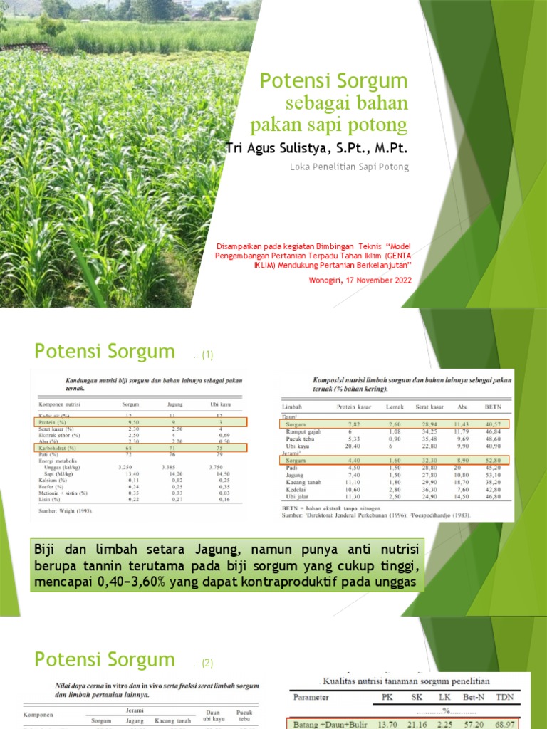 Potensi Sorgum sebagai Pakan Sapi Potong | PDF | Griya & Taman ...