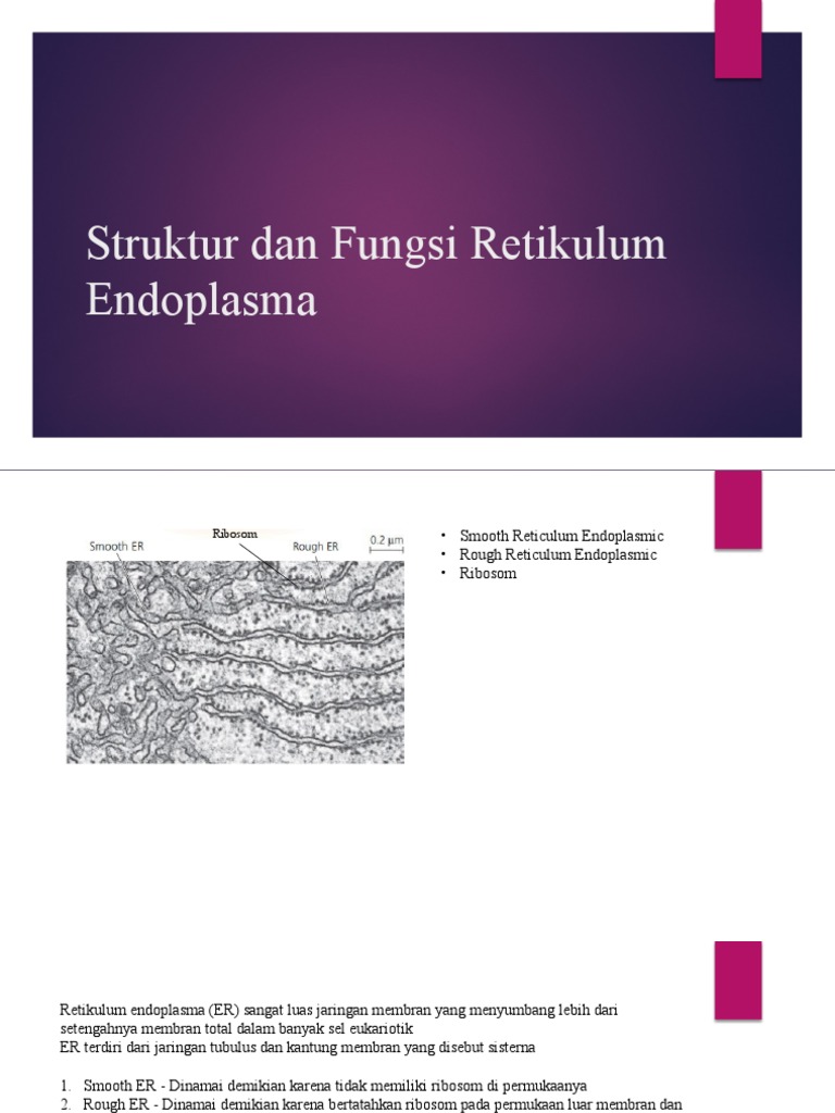 Struktur Dan Fungsi Retikulum Endoplasma | PDF