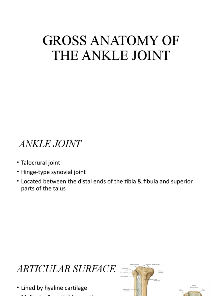 Gross Anatomy of The Ankle Joint PBL | PDF