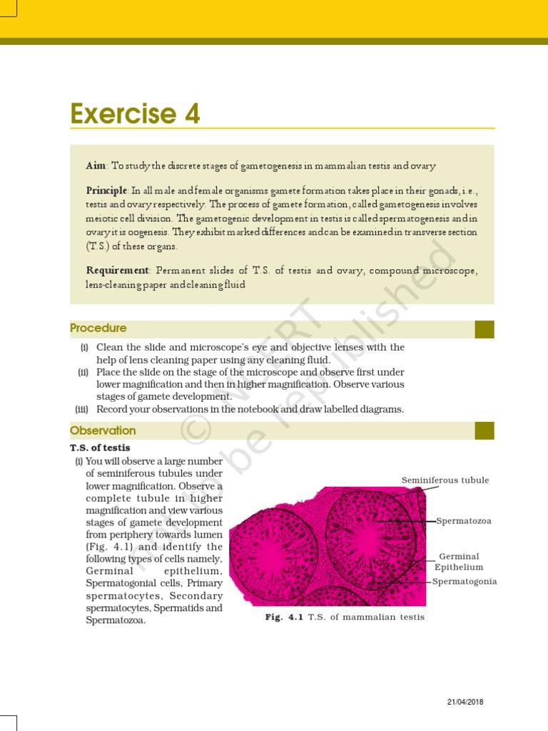Exercise 4 Pdf 