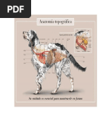 Morfología del perro: Graioides y Occipucio | PDF | Diente | Pastor alemán