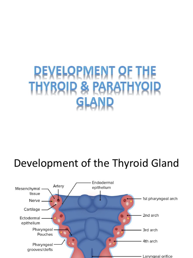 3-Development of The Thyroid & Parathyroid Glands | PDF | Thyroid ...