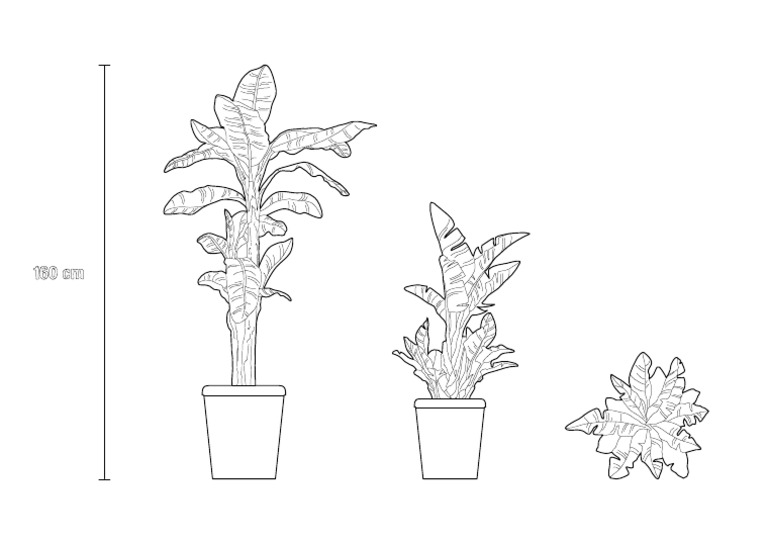 Banana Plant Cad Blocks Plants Pimpmydrawing 726 | PDF