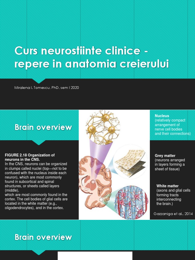 c2 - Repere În Anatomia Creierului | PDF | Cerebral Cortex | Central ...