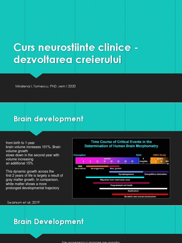c3 - Dezvoltarea Creierului | PDF | Brain | Synapse