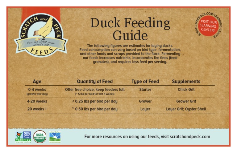 Duck Feeding Guide for Laying Ducks | PDF | Cooking, Food & Wine | Wellness
