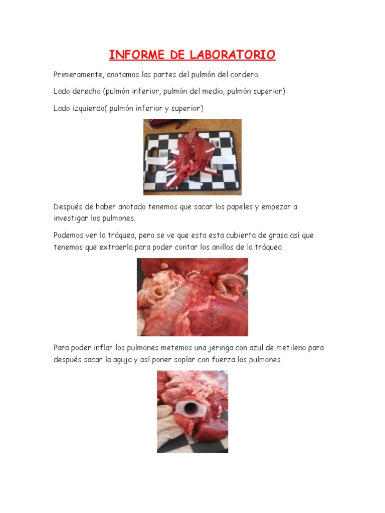 Informe de Laboratorio | PDF