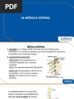 Conducto Ependimario | PDF | Sistema nervioso central | Anatomía humana