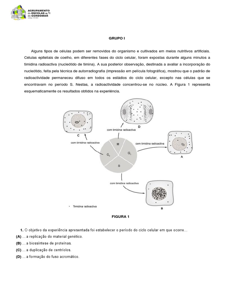 Ficha de Trabalho (Mitose) | PDF | Célula (Biologia) | DNA