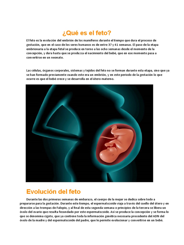 Qué Es El Feto | PDF | Cerdo | El embarazo