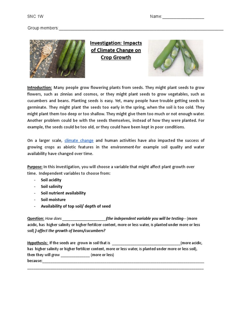 Growing Bean Activity | PDF | Seed | Soil