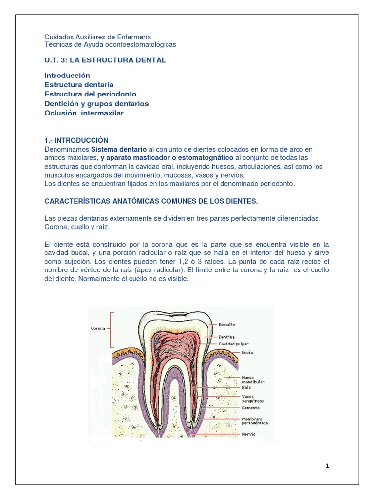 La Estructura Dental | PDF | Diente | Dentina