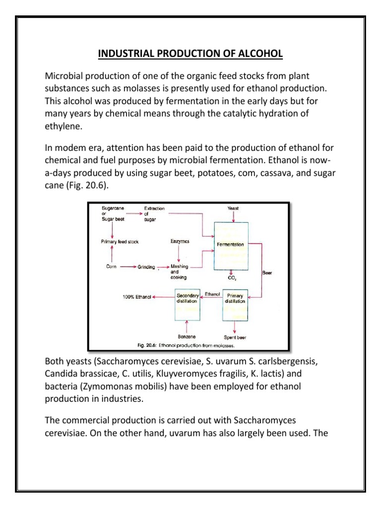 Industrial Production of ALCOHOL | PDF | Ethanol | Fermentation