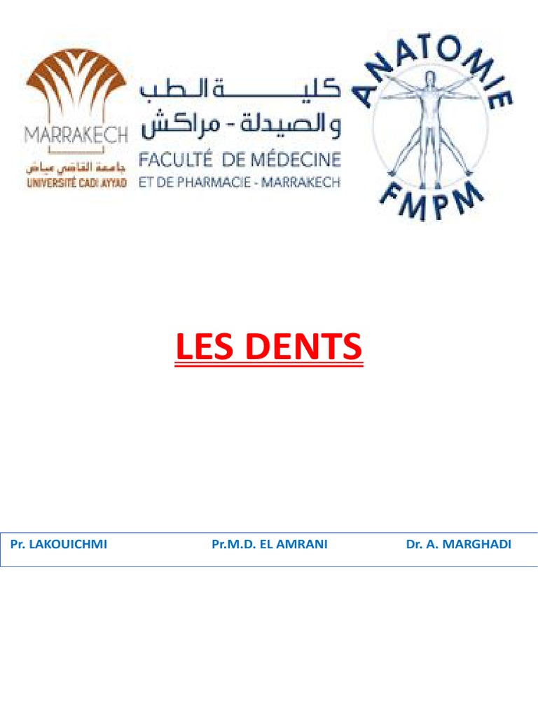 Nomenclature et structure des dents | PDF | Dent | Dent humaine