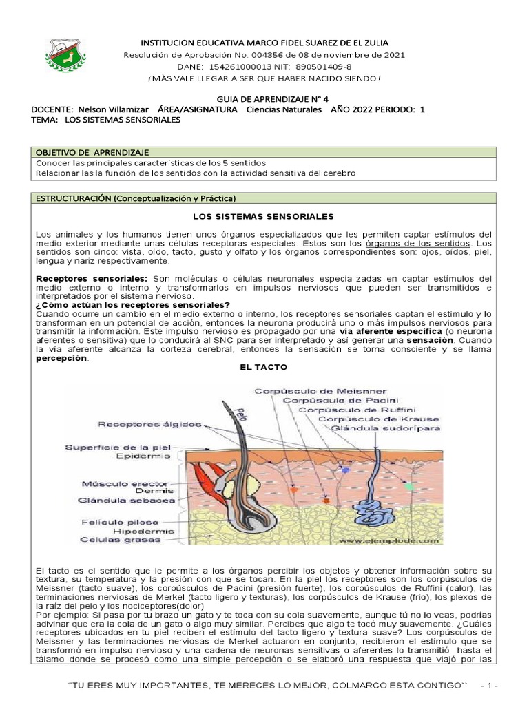 Mapa Conceptual de los Cinco Sentidos | PDF | Escuchando | Ojo