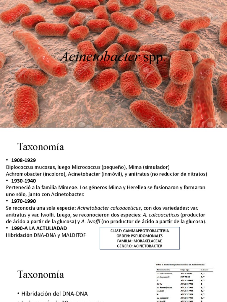Taxonomía y características de Acinetobacter | PDF | Medicina CLINICA ...