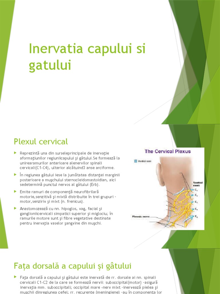 Inervatia Capului Si Gatului | PDF