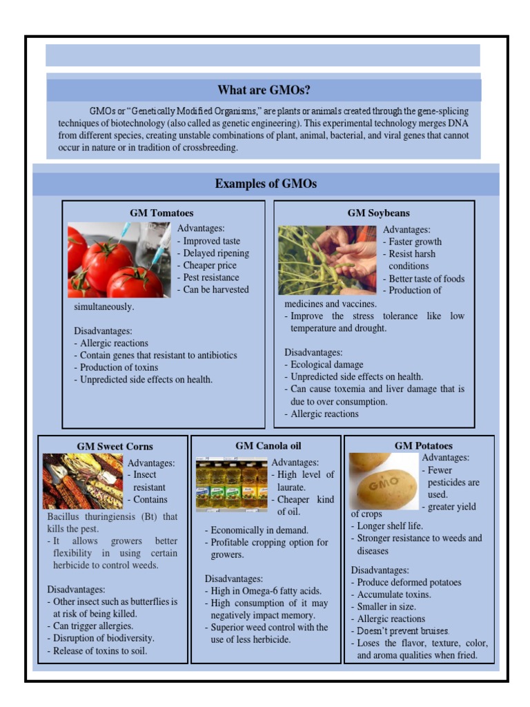 Examples of GMO | PDF | Genetically Modified Organism | Genetically Modified Food