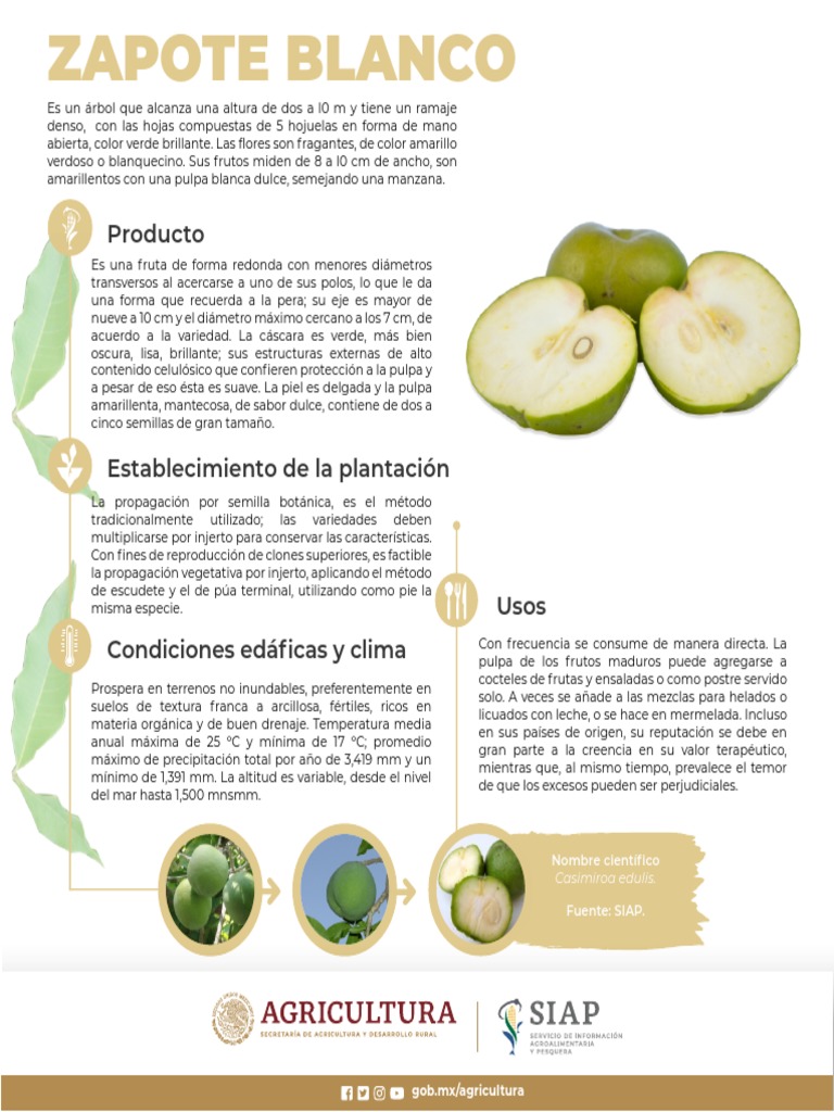 Zapote Blanco | PDF | Botánica | Frutas comestibles