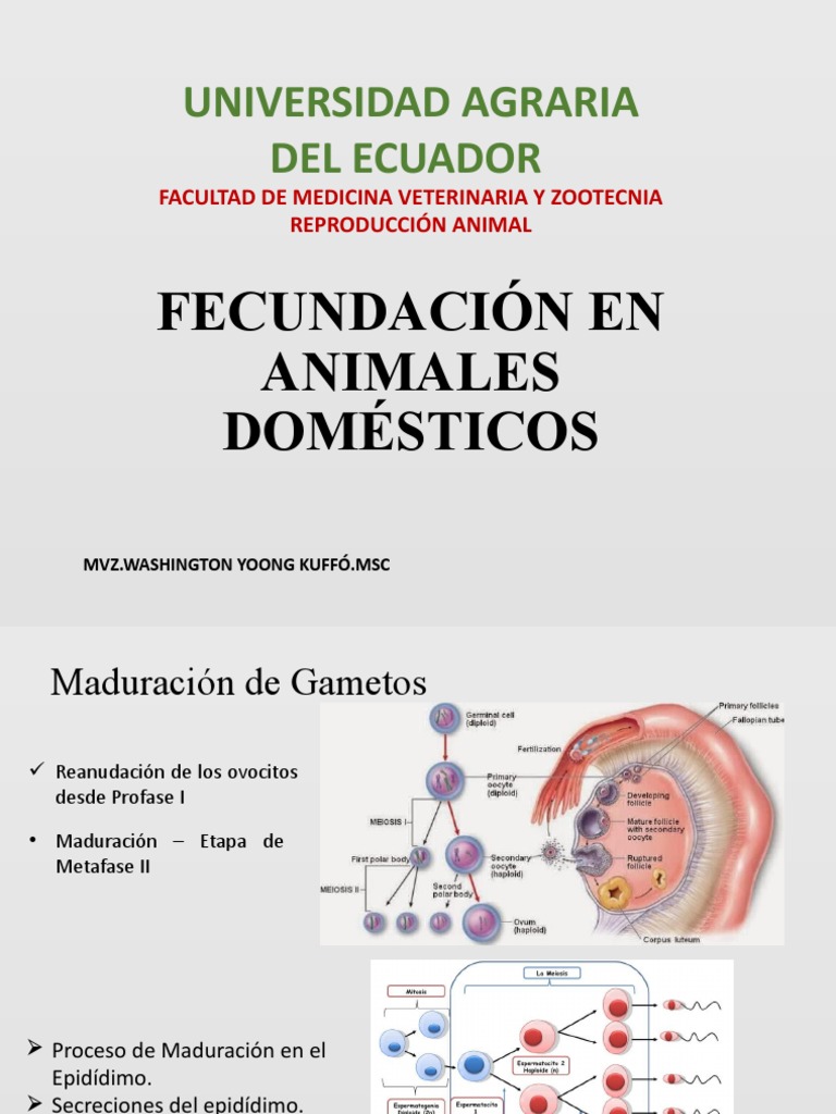 FECUNDACION en Animles Domésticos | PDF | Ovario | Biología Celular