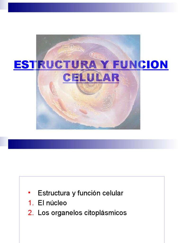 Estructura y Función | PDF | Citoplasma | Biología Celular)