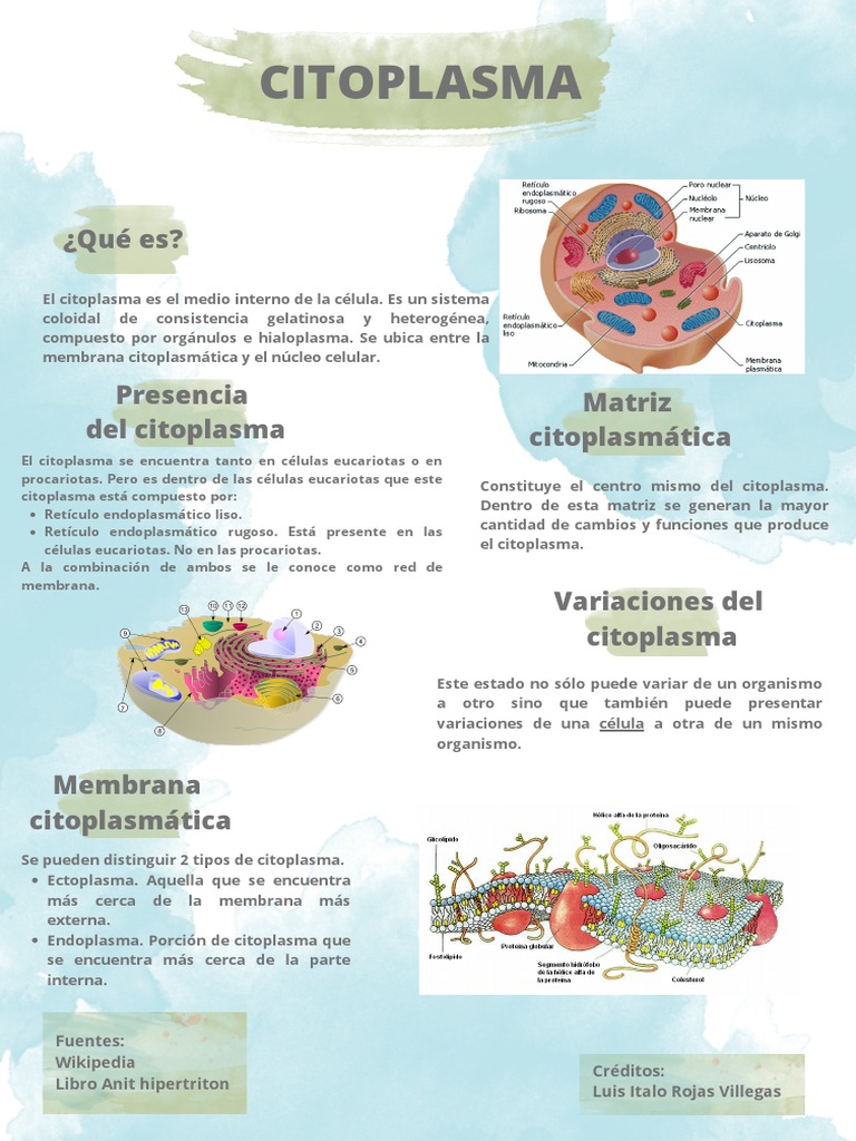 El Citoplasma | PDF | Citoplasma | Nucleo celular
