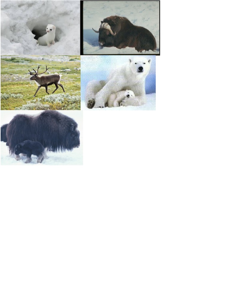 Animales de La Tundra | PDF